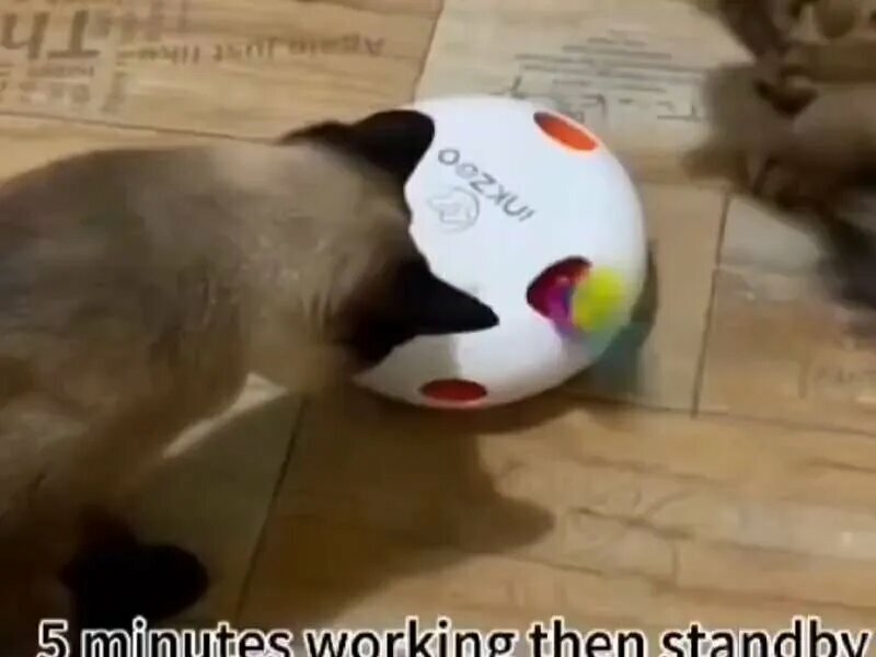 Интерактивная умная забавная игрушка для домашних животных cat box дразнилка для котят и котов