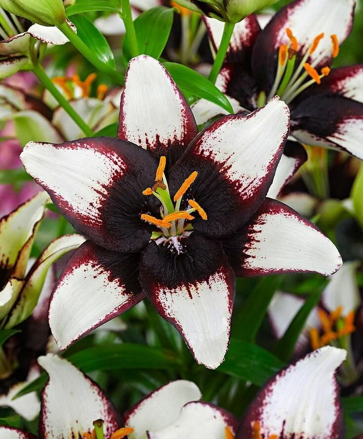 Лилия Блэк Ай 1 шт