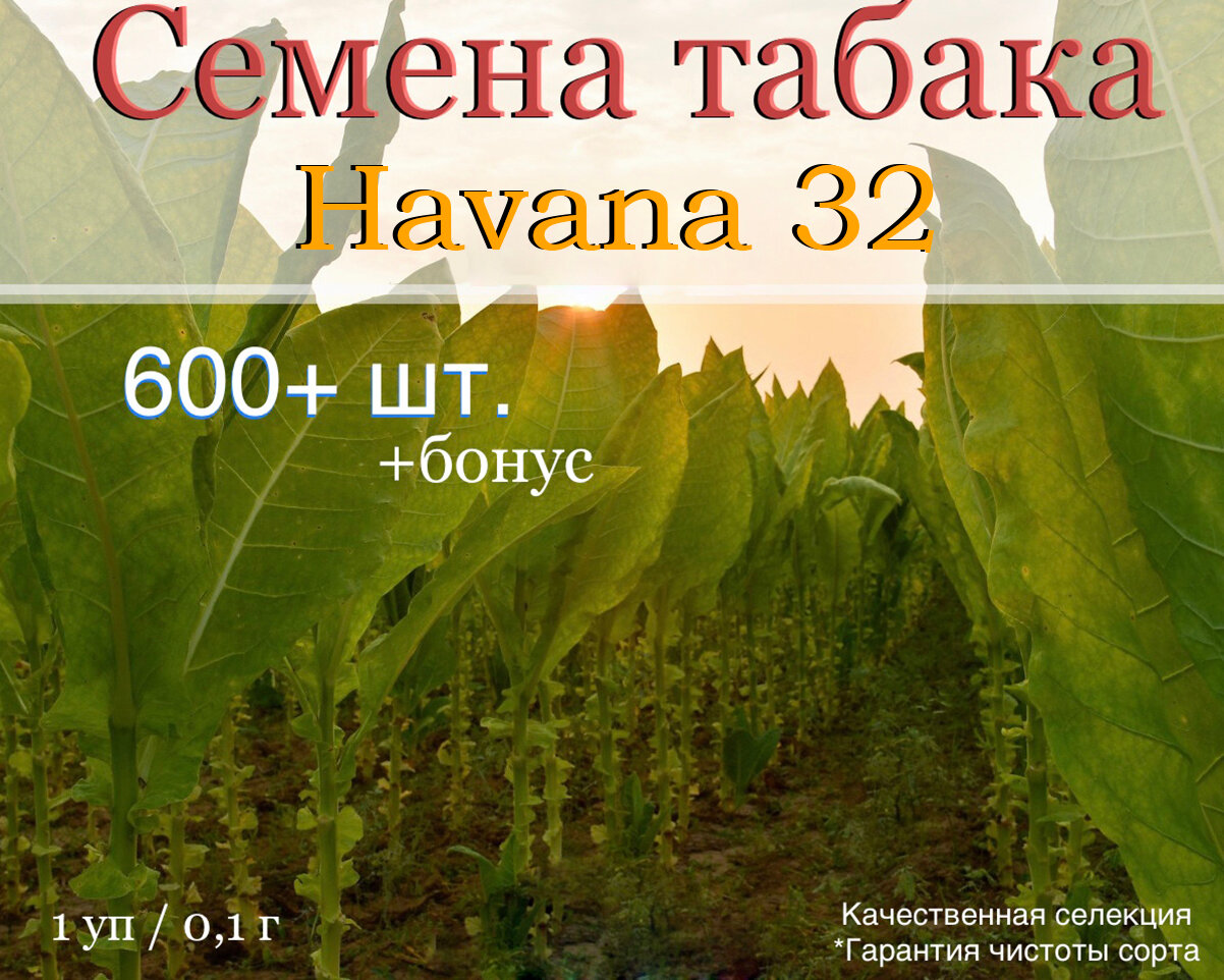Семена табака Havana 32
