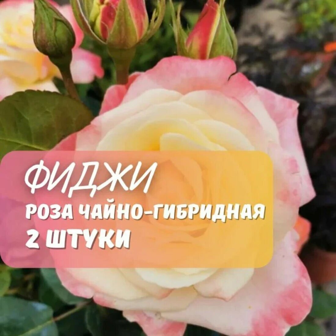 Роза чайно-гибридная Фиджи (Fiji) / 2 шт, роз, ароматные, морозостойкие