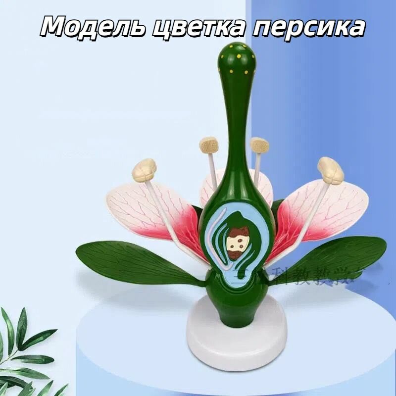 Увеличенная анатомическая модель строения растения цветка персика двудольного с зелеными тычинками KL