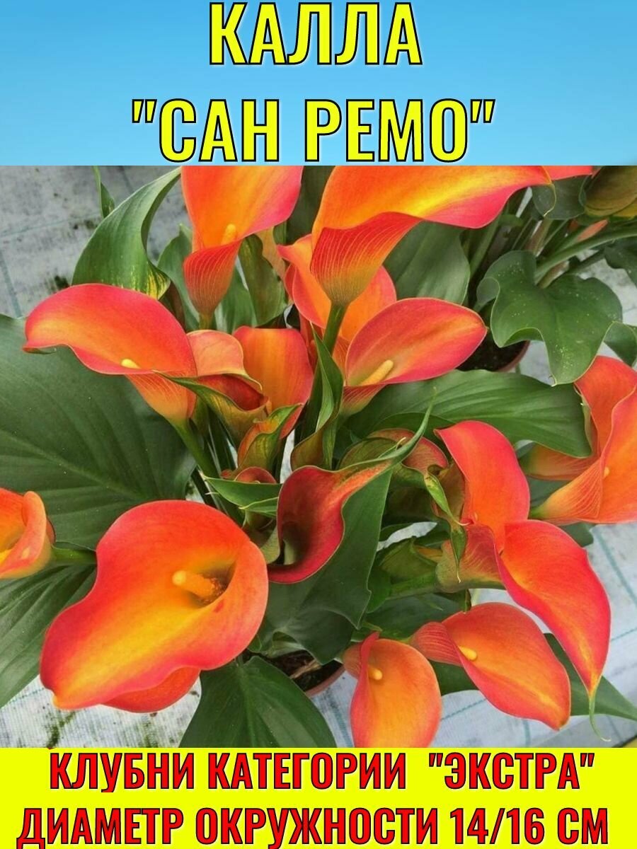 Калла сорт "Сан Ремо" 1 шт.