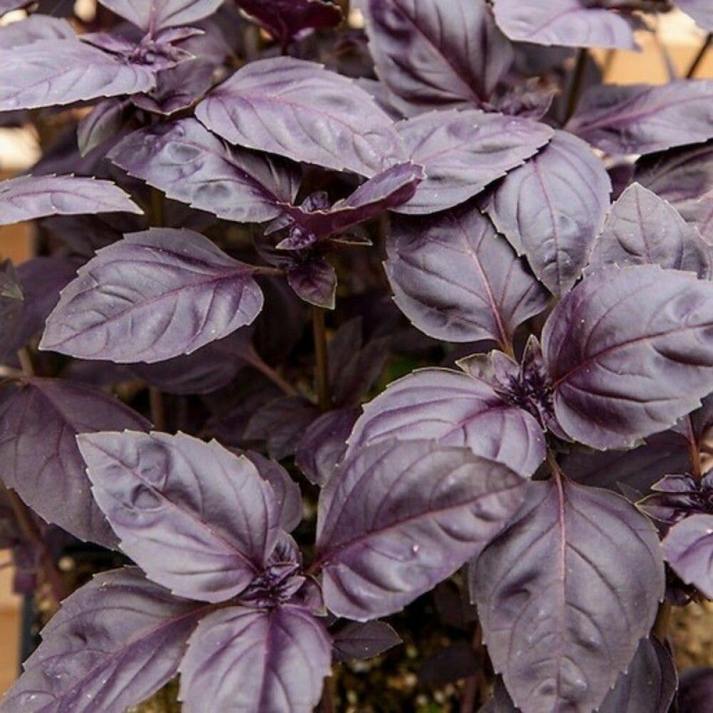 Семена Базилик Ред Рубин