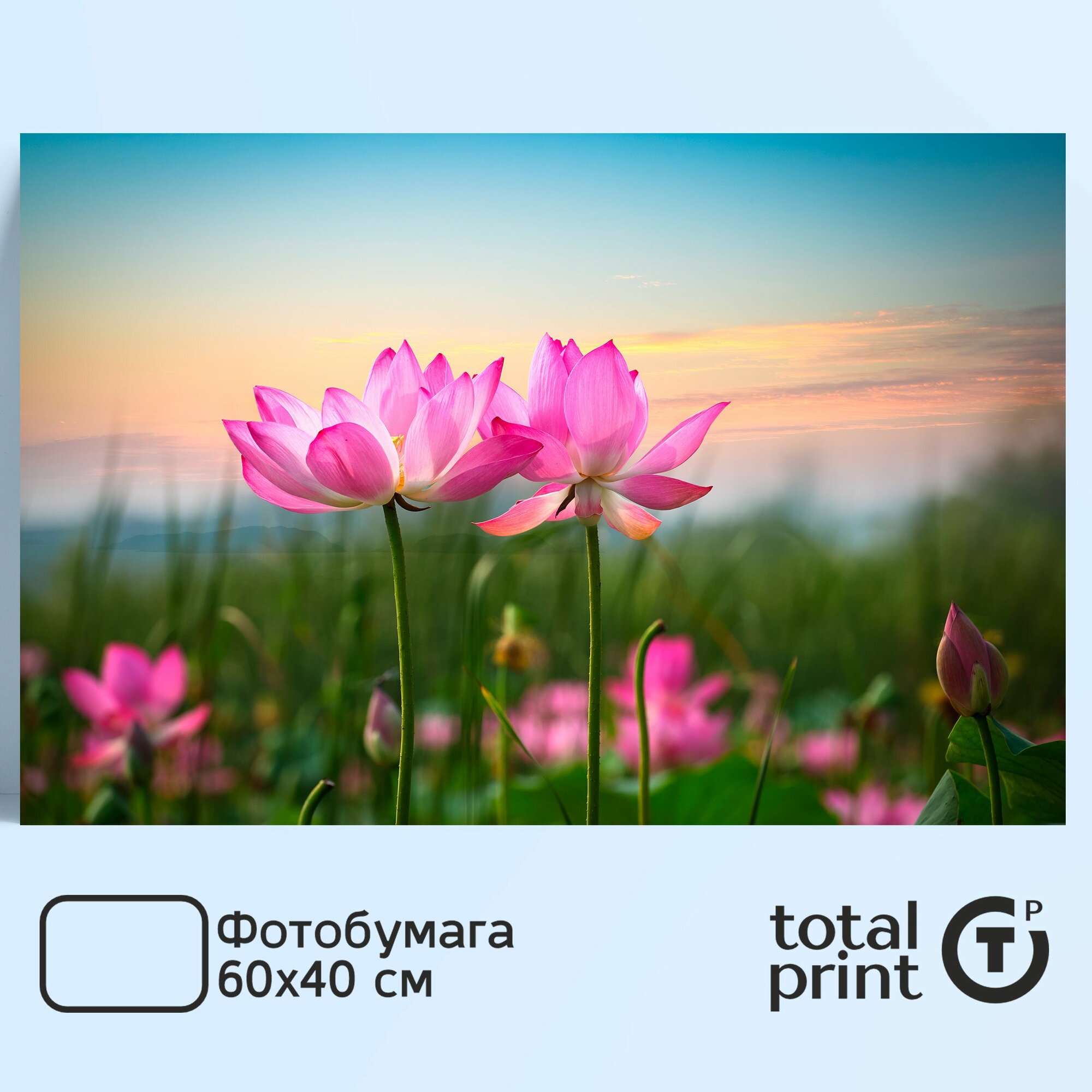 TotalPrint Постер для интерьера, Цветы, букет, композиция, 60х40см.