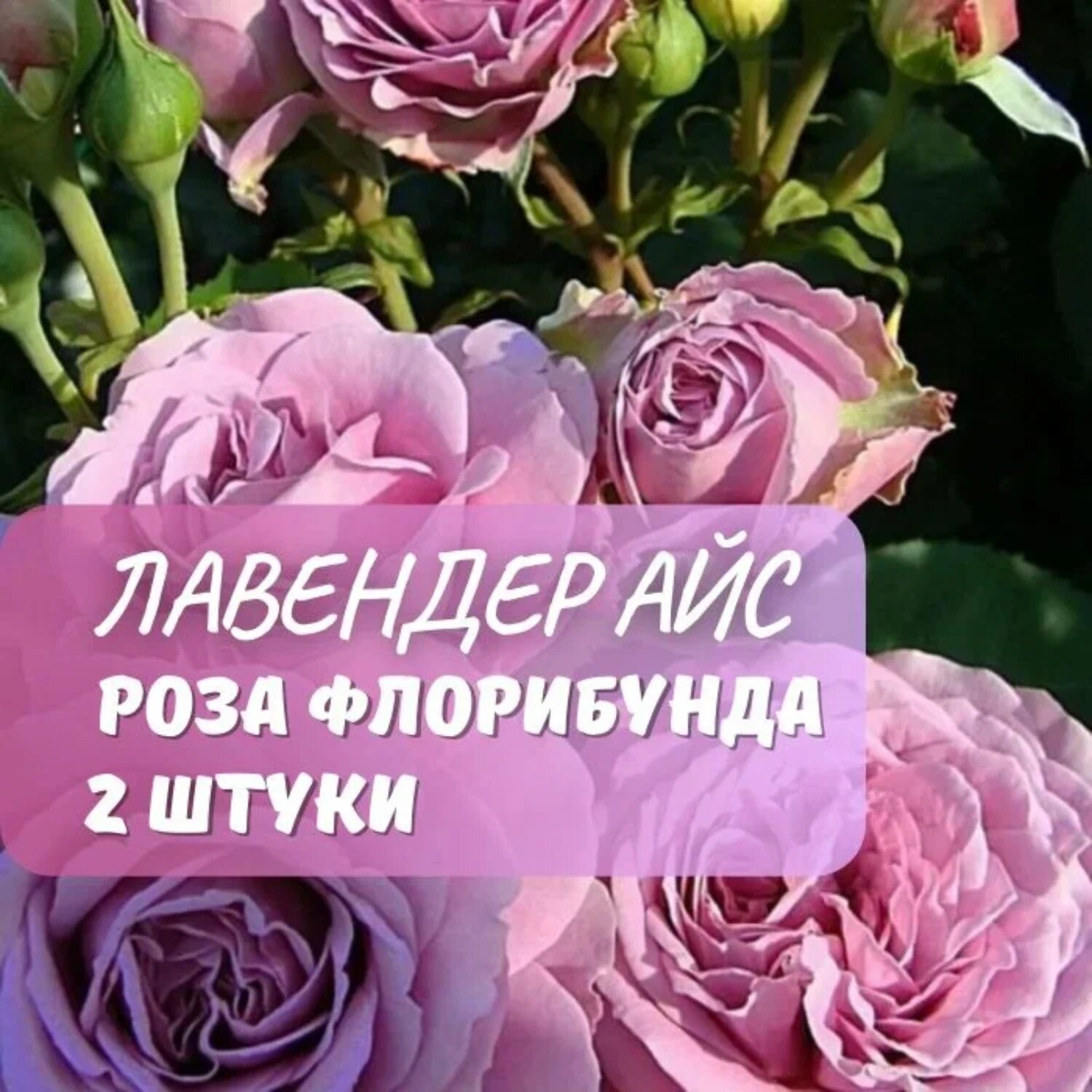 Роза флорибунда Лавендер Айс , 2 саж , многолетняя , розовая