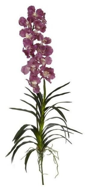 Ванда Марон - Vanda Sumathi Maroon H90