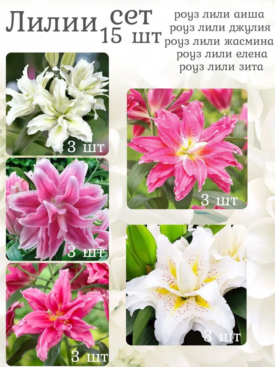 Лилия луковицы, многолетние цветы для посадки, Сет 15 шт