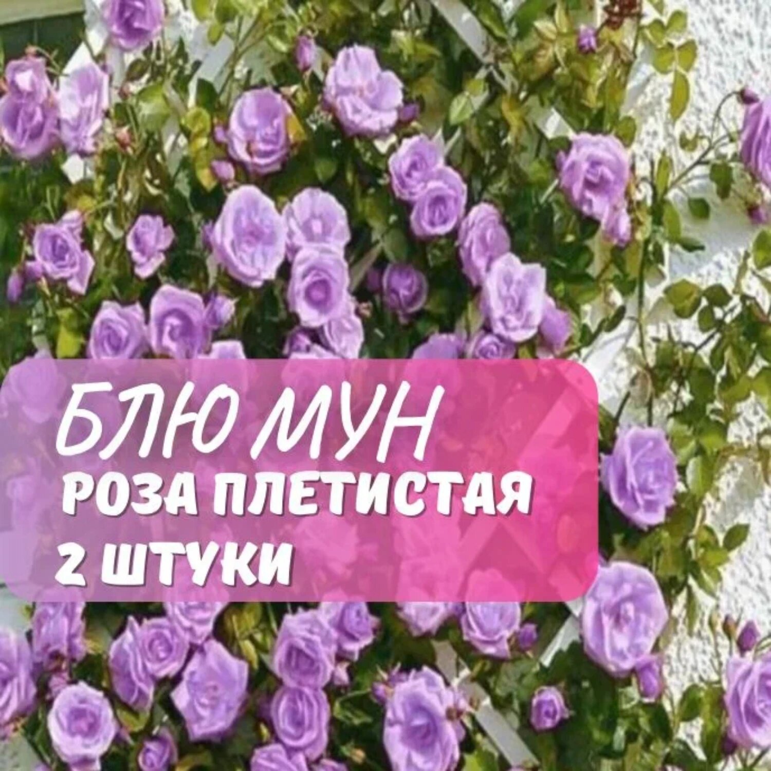 Роза плетистая "Блю Мун", многолетняя, перламутровые цветы, 2 шт.