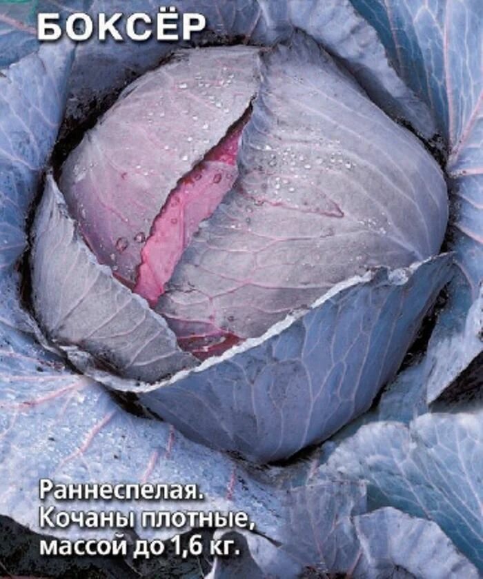 Коллекционные семена капусты к/к Боксёр