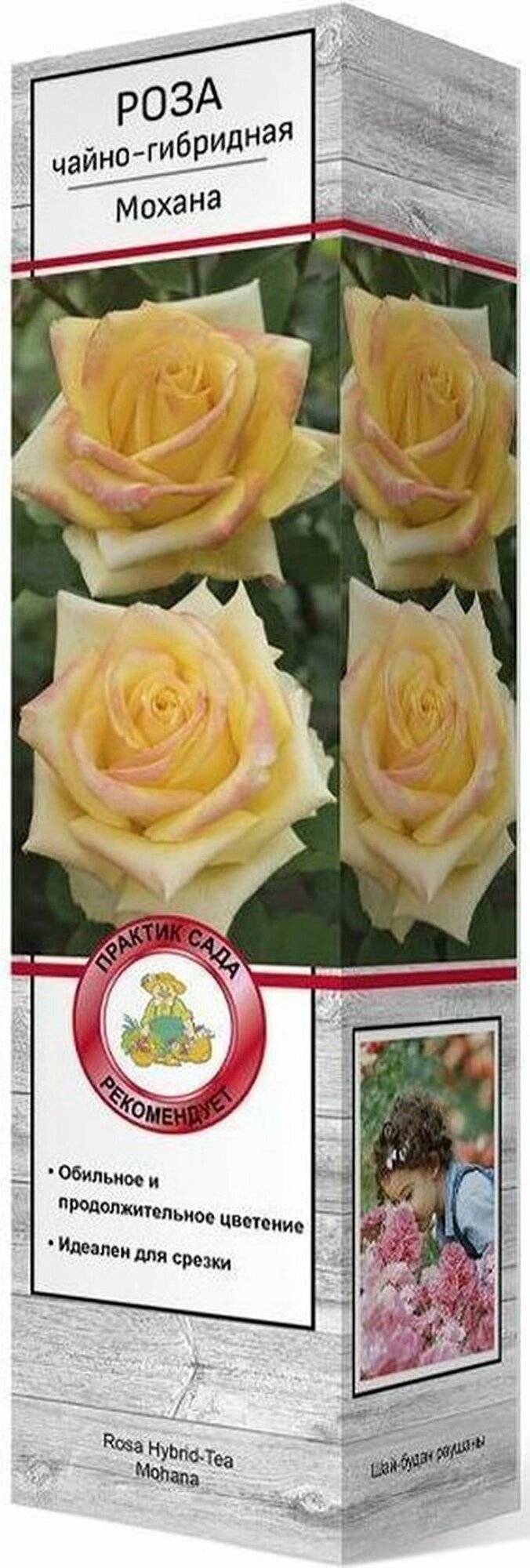 Роза поиск Мохана, саженец, многолетняя, устойчивая к болезням, высота 80 см