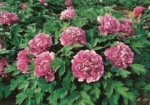 Пион древовидный Красная осень 1шт