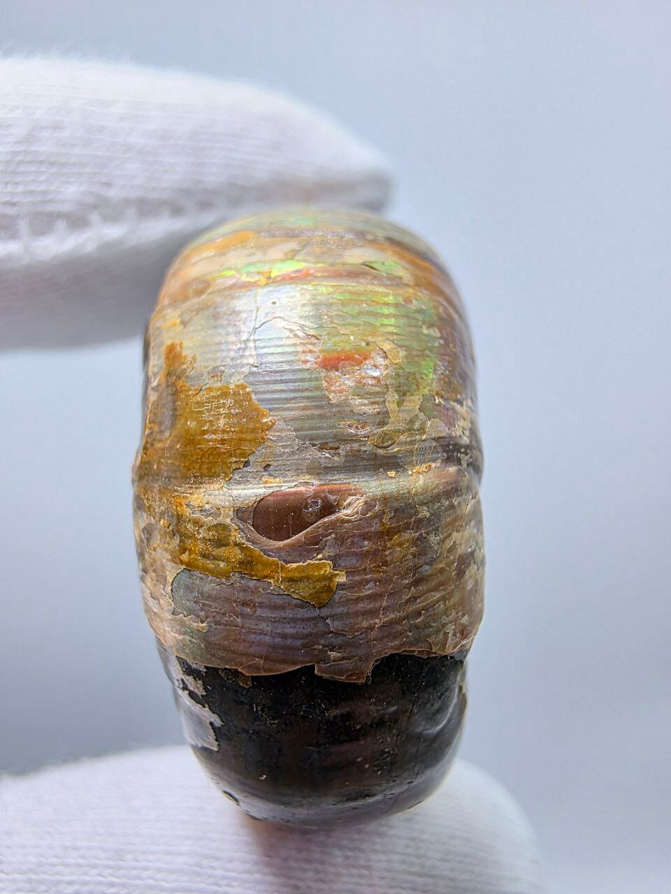 Аммонит перламутровый 39 мм, 28 г.