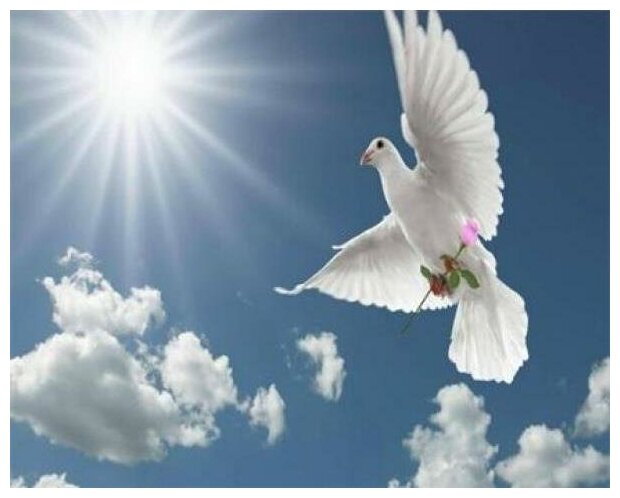 Алмазная картина 40х50 "Белый голубь" с подрамником