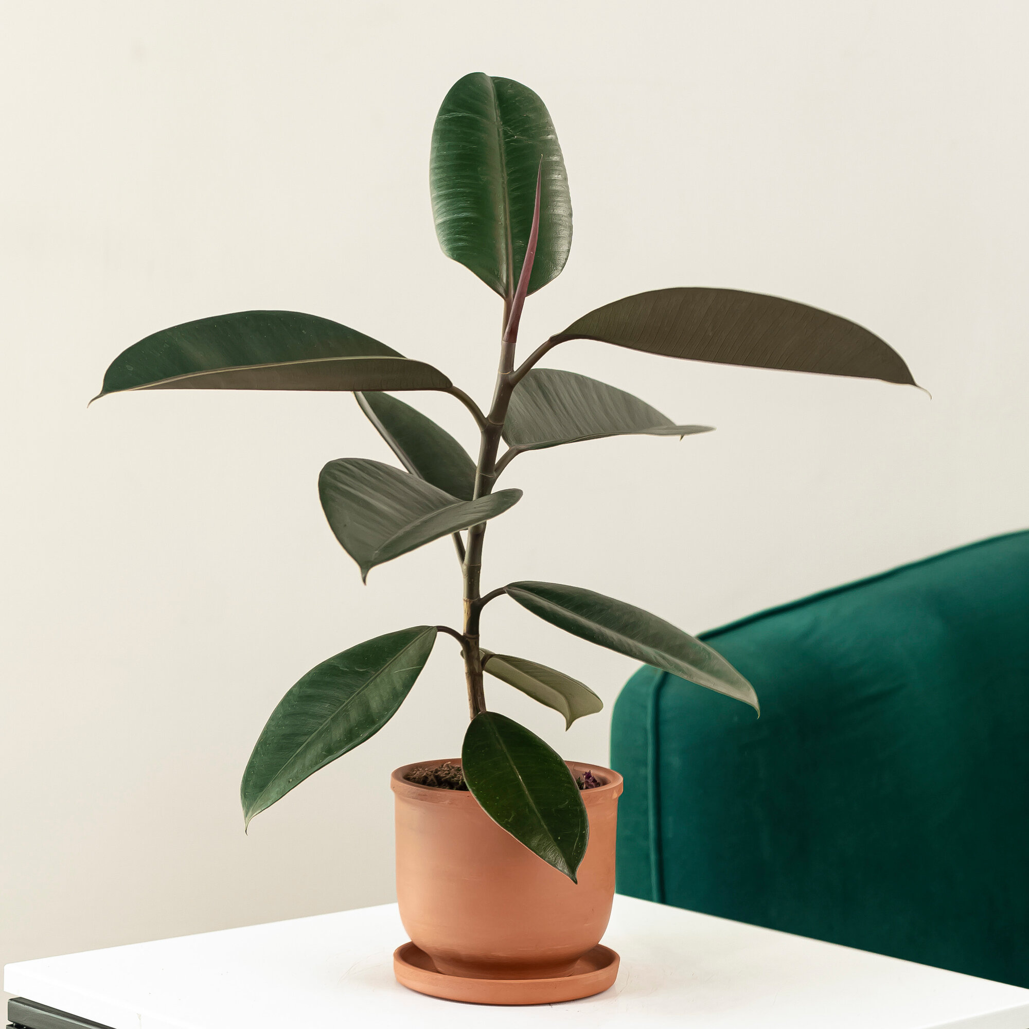 Фикус Эластика домашний в керамическом кашпо