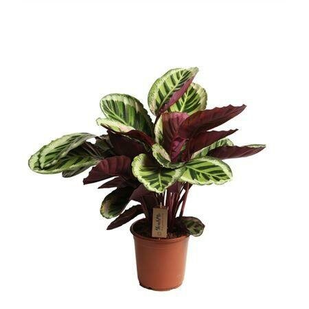 Калатея Розеопикта Анжела - Calathea Roseopicta Angela D17 H35