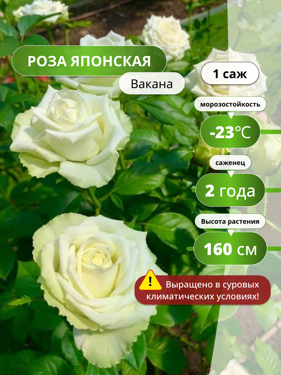 Роза японская Вакана, повторноцветущая, 1 , высота 150 см, обильное цветение