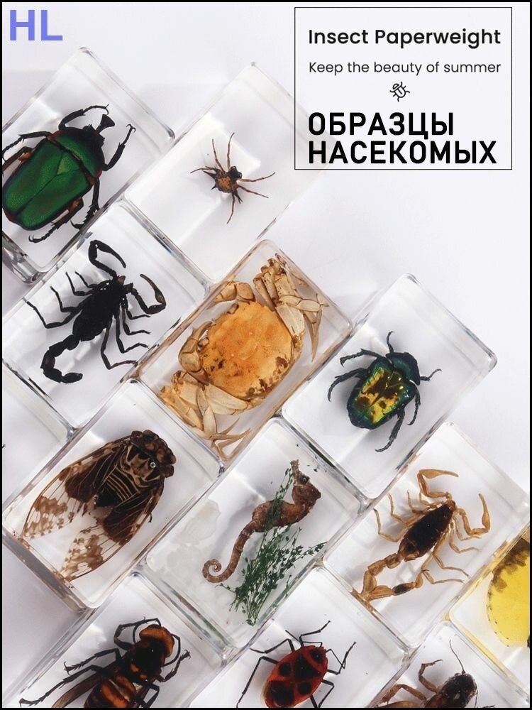 Набор "Тайны природы" 6 случайных насекомых в прозрачной смоле Коллекционные образцы для DIY украшений (25-40 мм)
