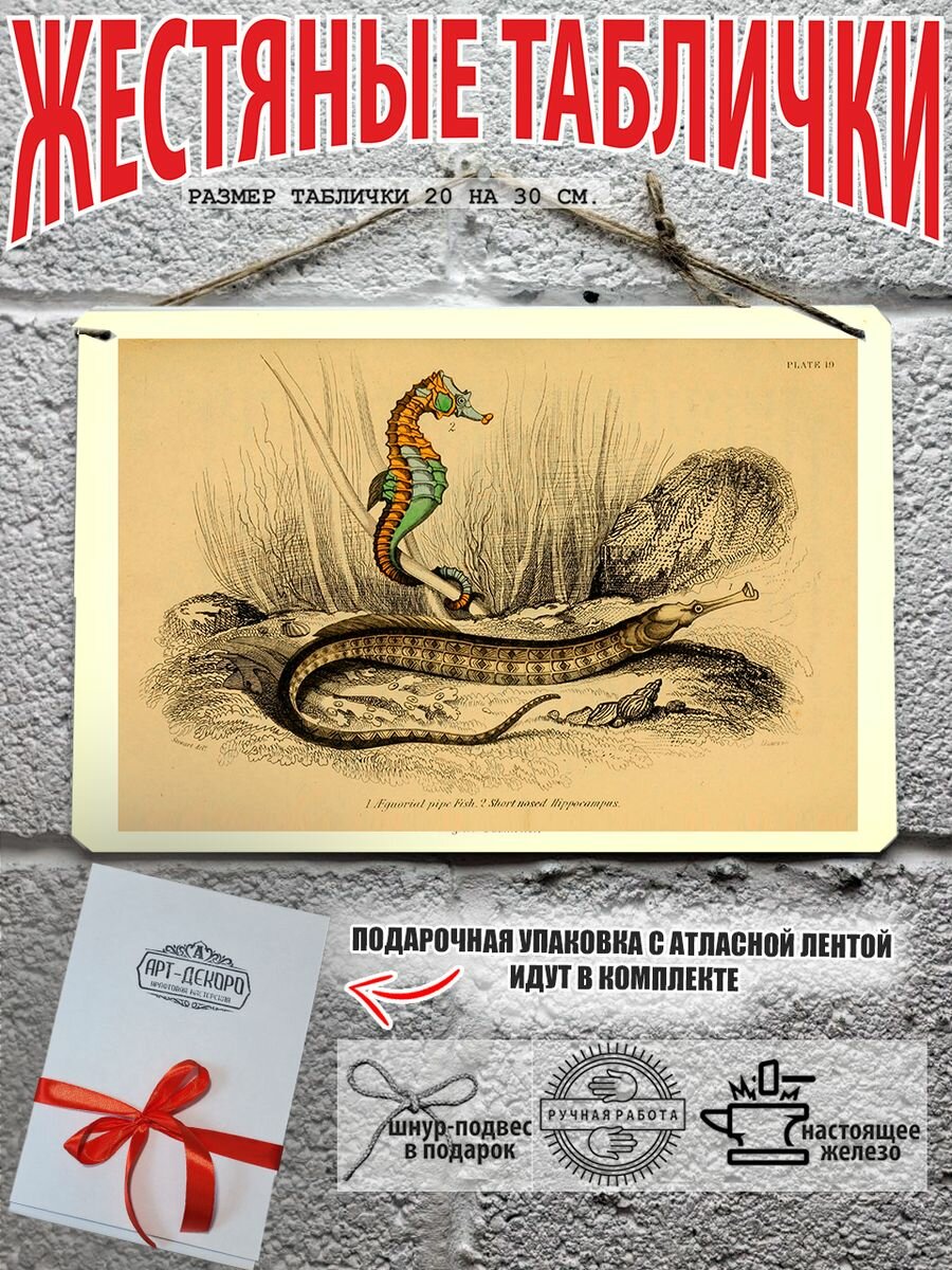 Морские иглы постер 20 на 30 см, шнур-подвес в подарок