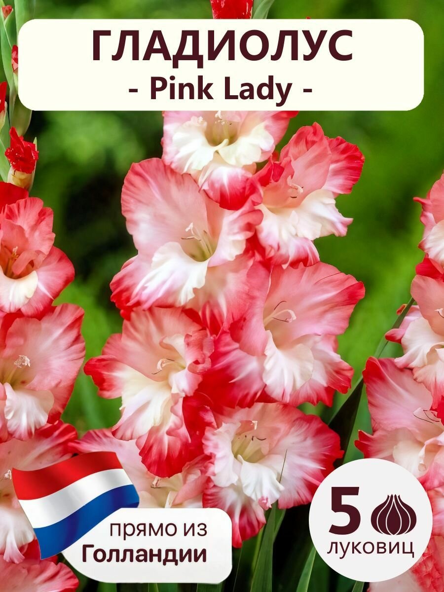 Гладиолусы луковицы крупноцветковые Пинк Леди (Pink Lady), 5 шт