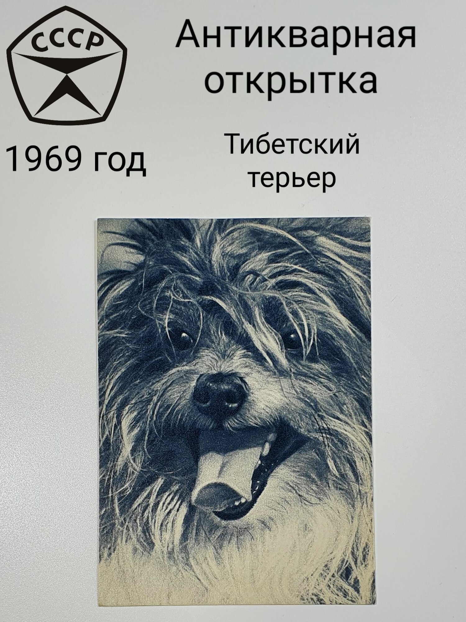 Антикварная почтовая открытка Тибетский терьер серии Породы собак , СССР, 1969 г