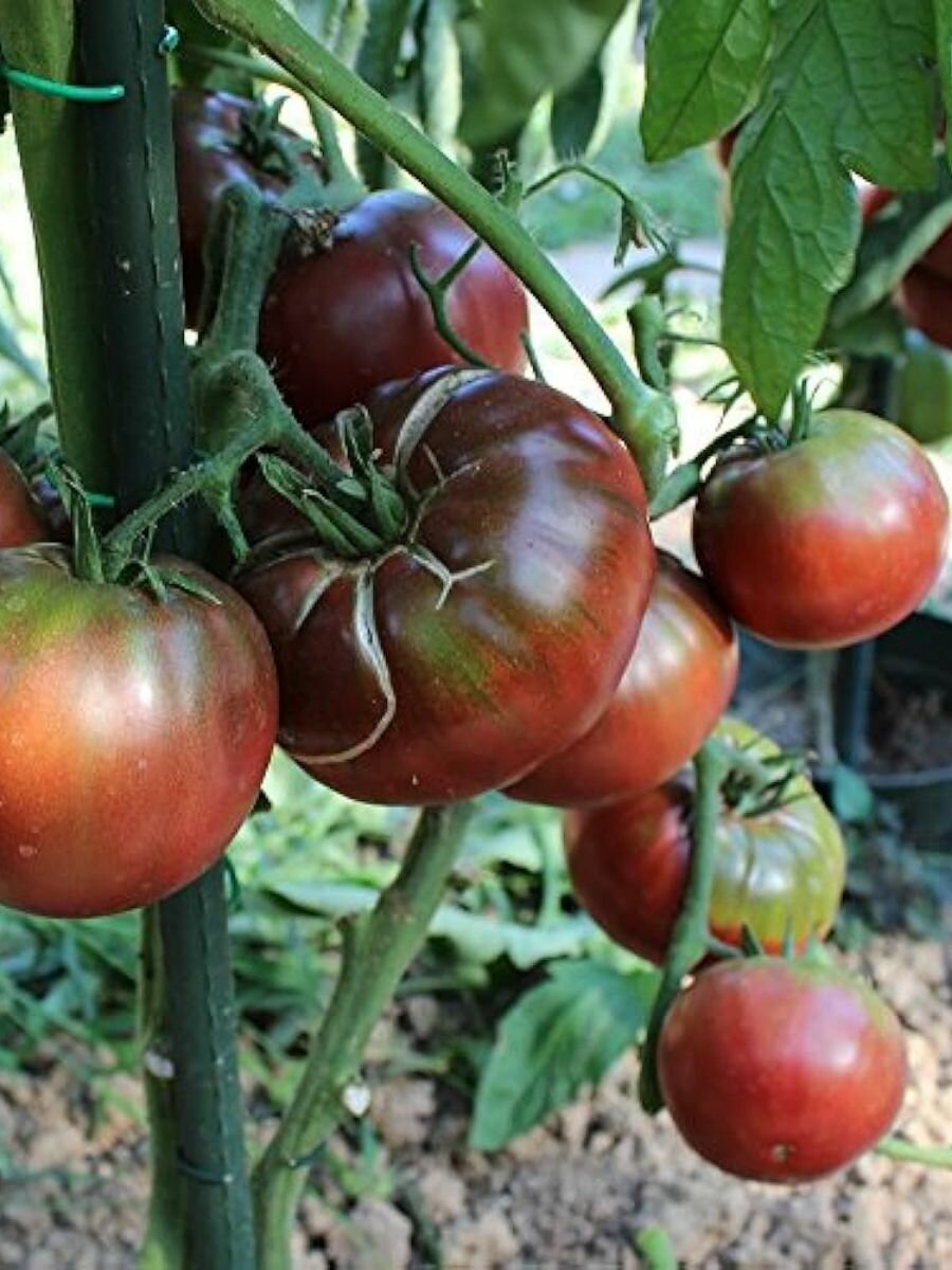 Томат Брендивайн чёрный семена 10 штук