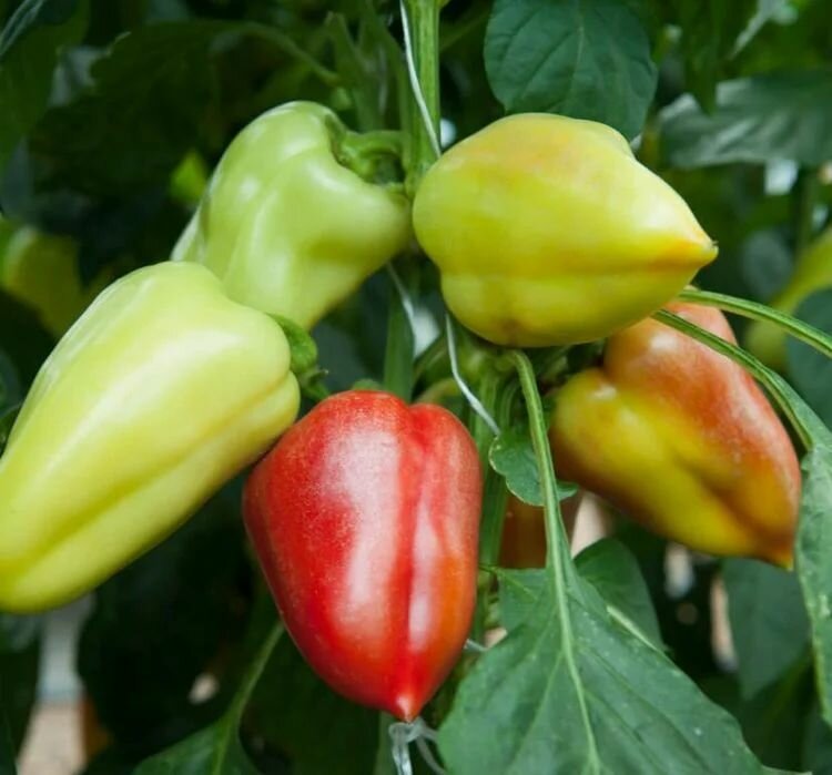 Коллекционные семена перца сладкого Эривань F1