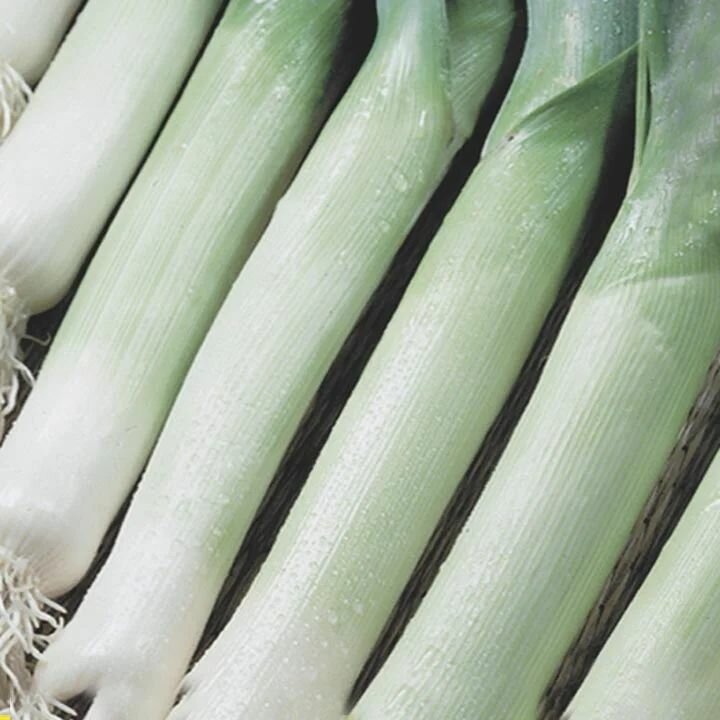 Коллекционные семена лука порей Карантанский