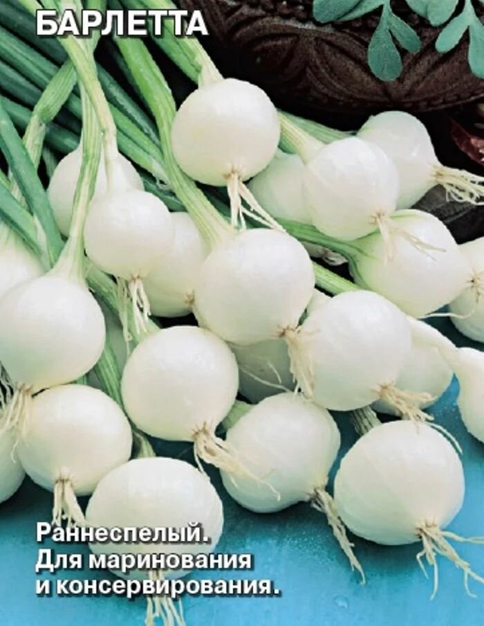Коллекционные семена лука репчатый Барлетта