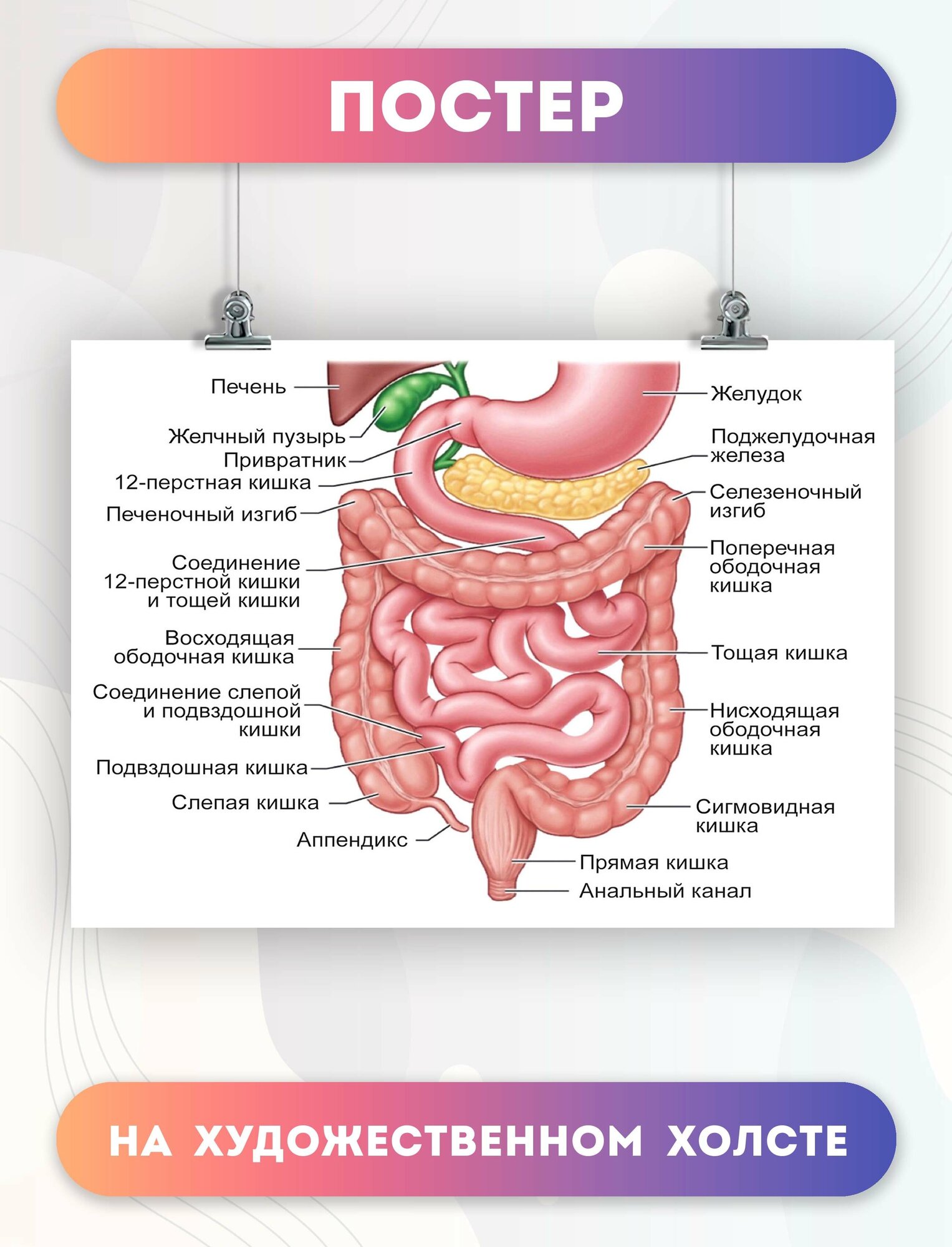 Постер на холсте строение ЖКТ больницы медицина (34) 60х80 см