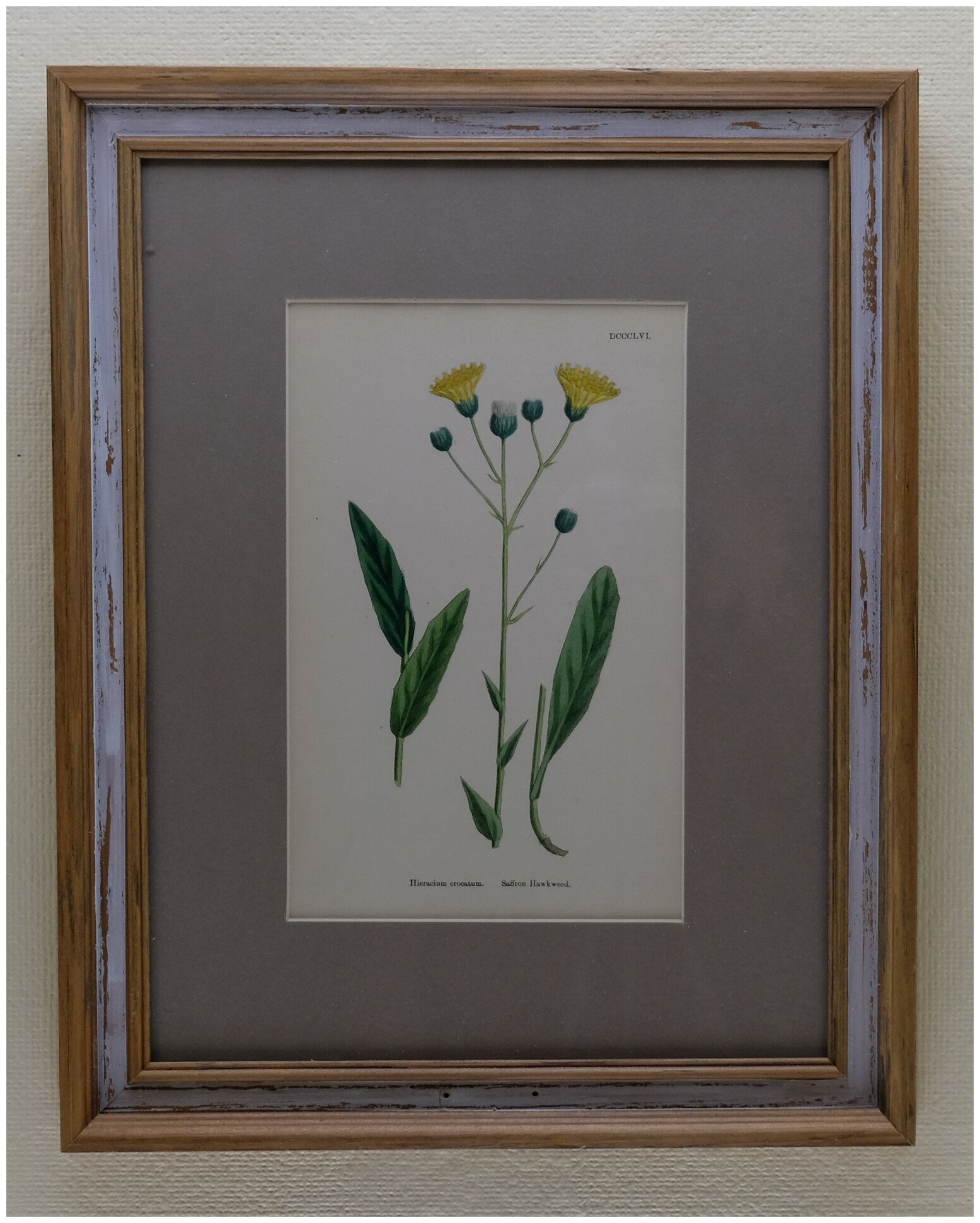 Оригинальная, старинная гравюра "дикие цветущие растения", в рамке, 40см на 29.5см, Лот №3563