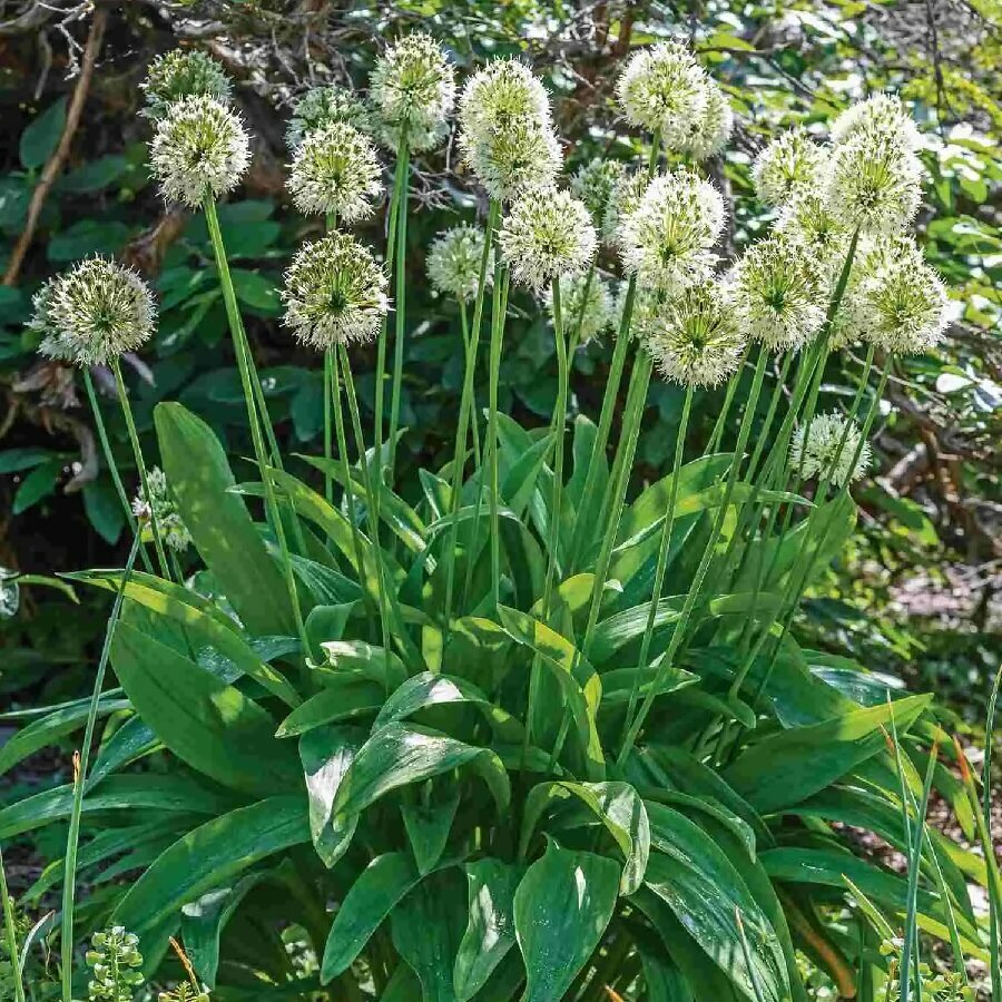 Семена Deodar SEEDS COMPANY Черемша 30 шт.