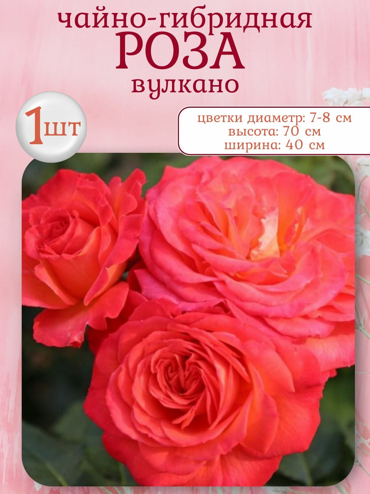 Роза чайно-гибридная Вулкано , многолетние цветы, 1 шт