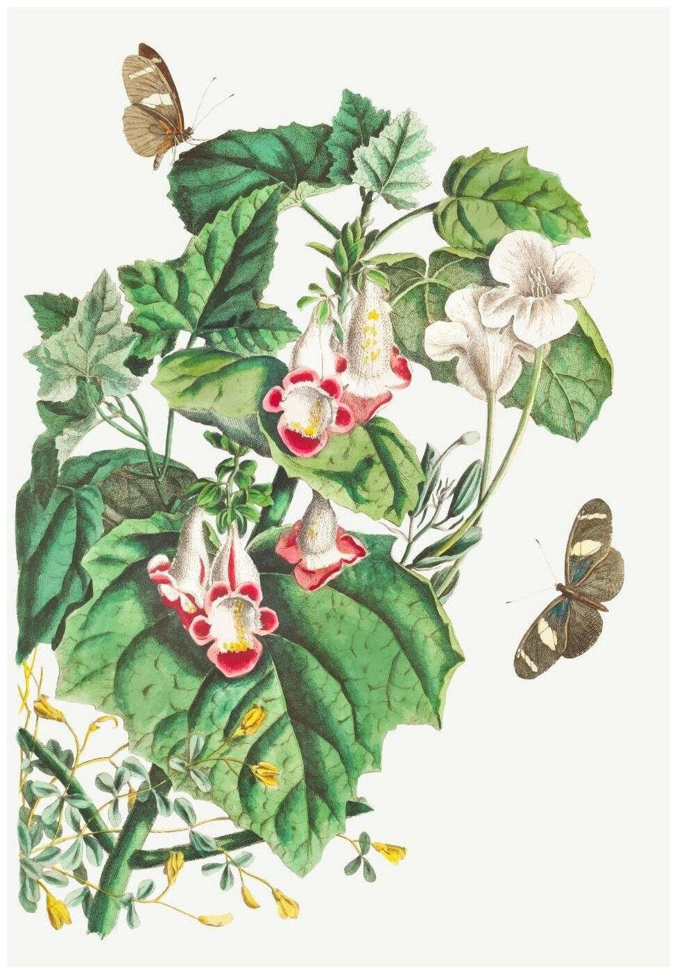 Постер / Плакат / Картина Бабочки - Бабочки и колокольчики 40х50 см в подарочном тубусе