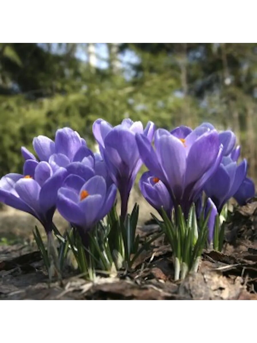 Крокус ботанический Блю Пёрл, 7 луковиц