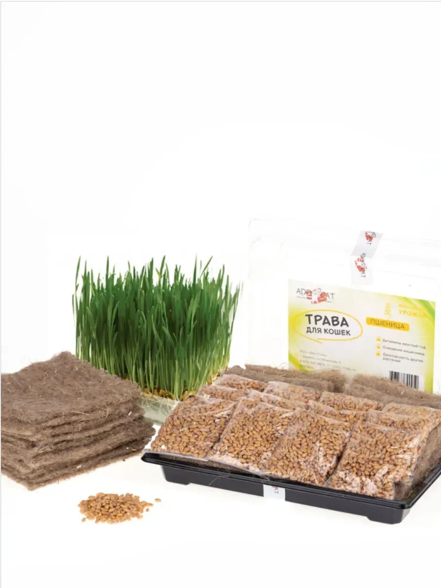Трава для кошек полугодовой запас пшеница