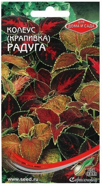 Семена комнатных цветов Колеус 'Крапивка' Блюма Радуга Дом семян, Мн, 130 шт