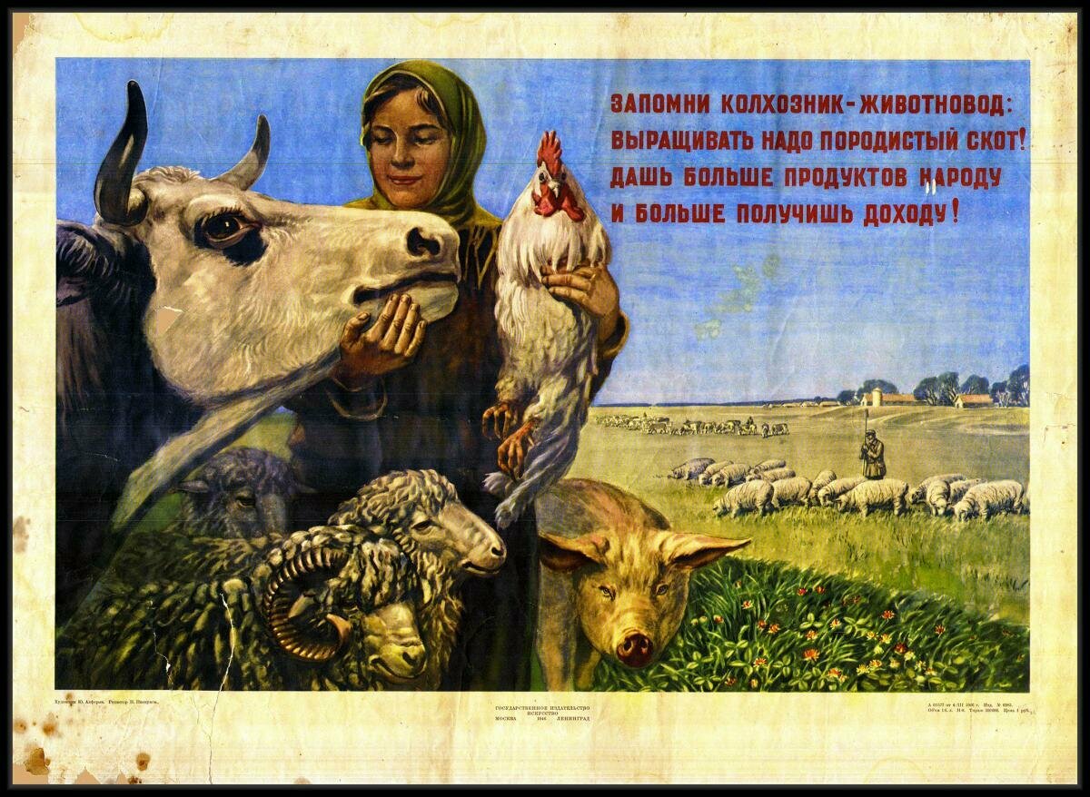 Плакат СССР овцы бараны; Антиквариат 1946 г; Винтаж размером 78/58 см.