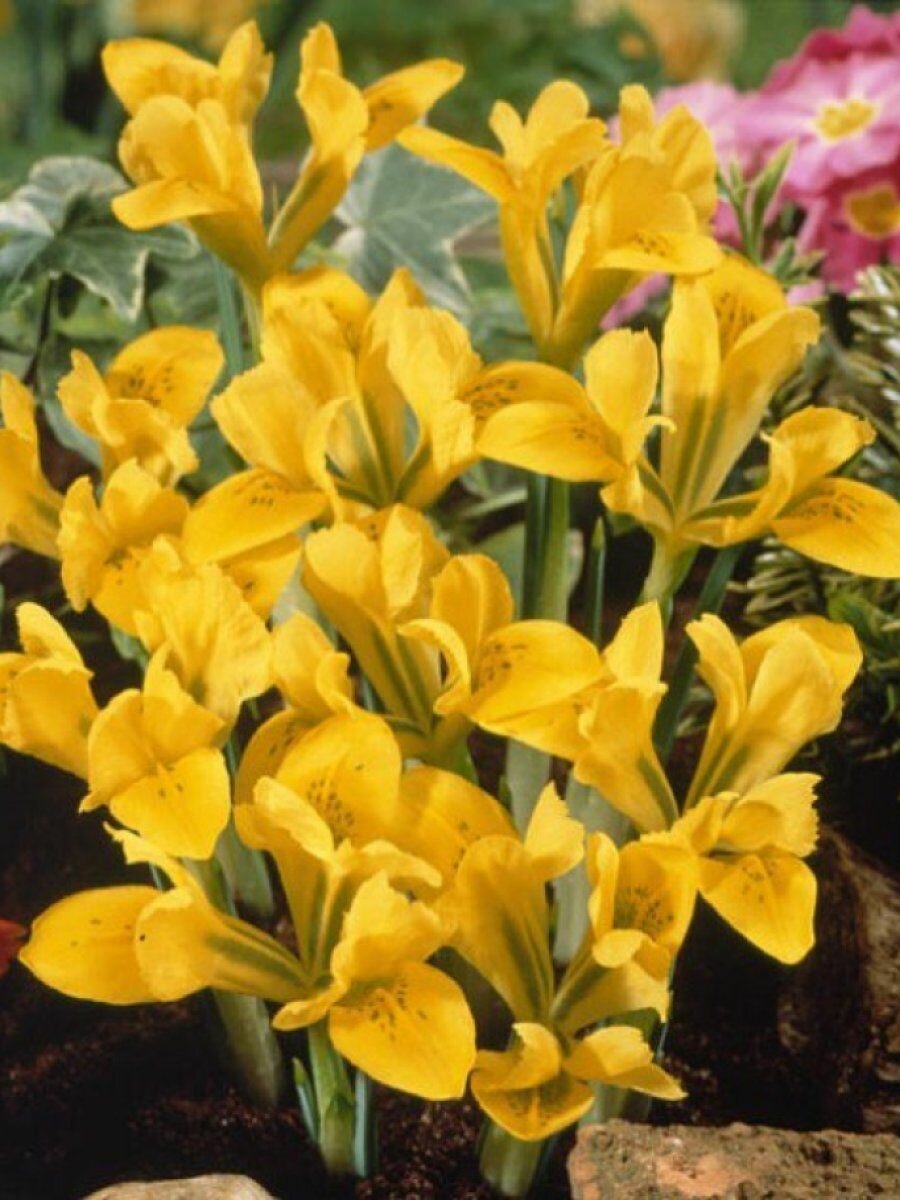 Ирис Дэнфорда 10шт / Луковицы ирисов мелколуковичных