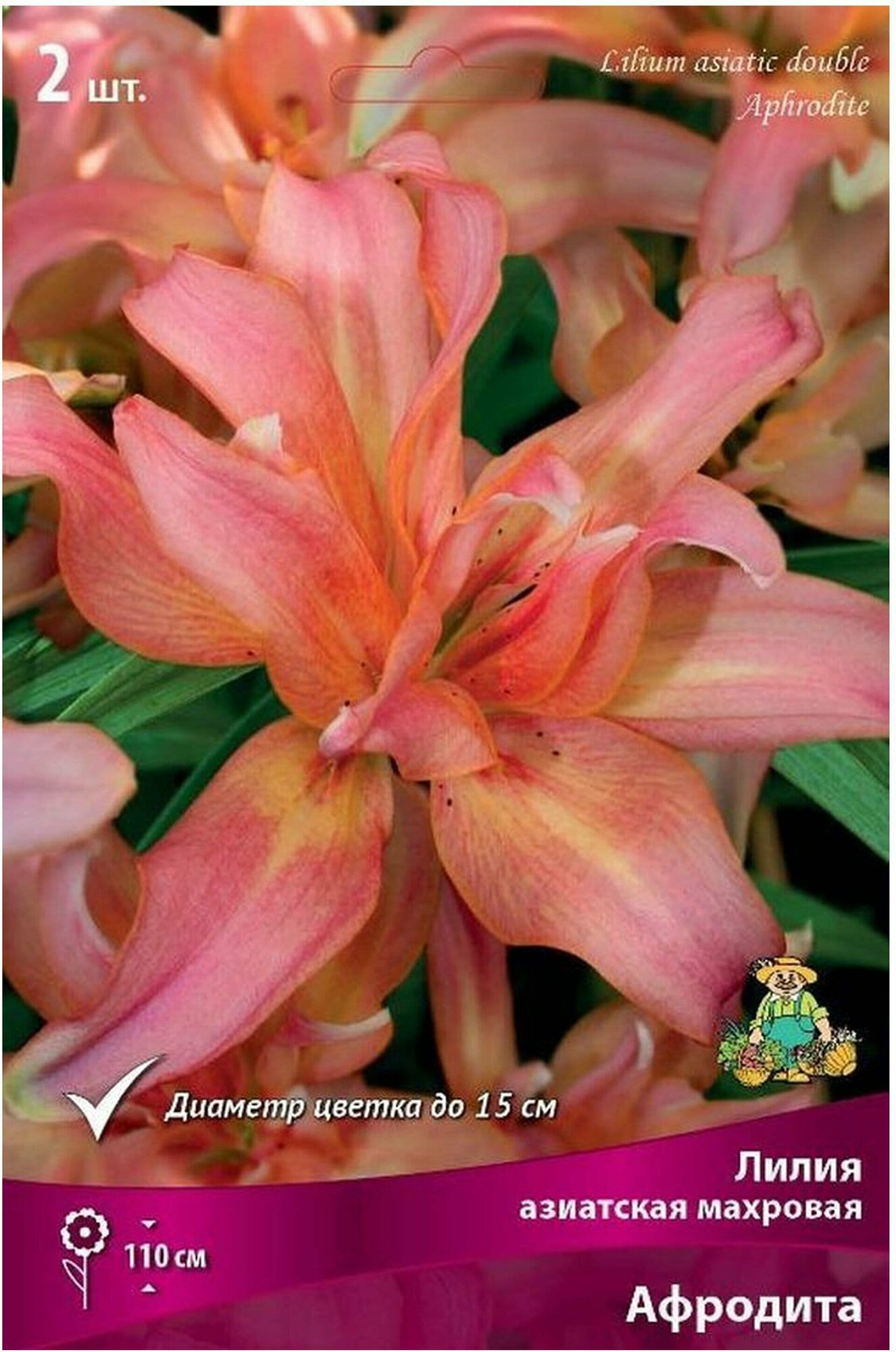 Луковица лилии азиатской махровой поиск Афродита 1 шт