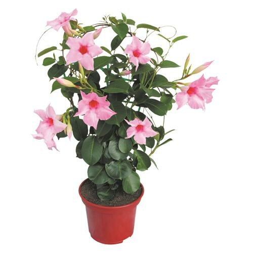 Мандевилла или Дипладения розовая - Mandevilla D12 H25