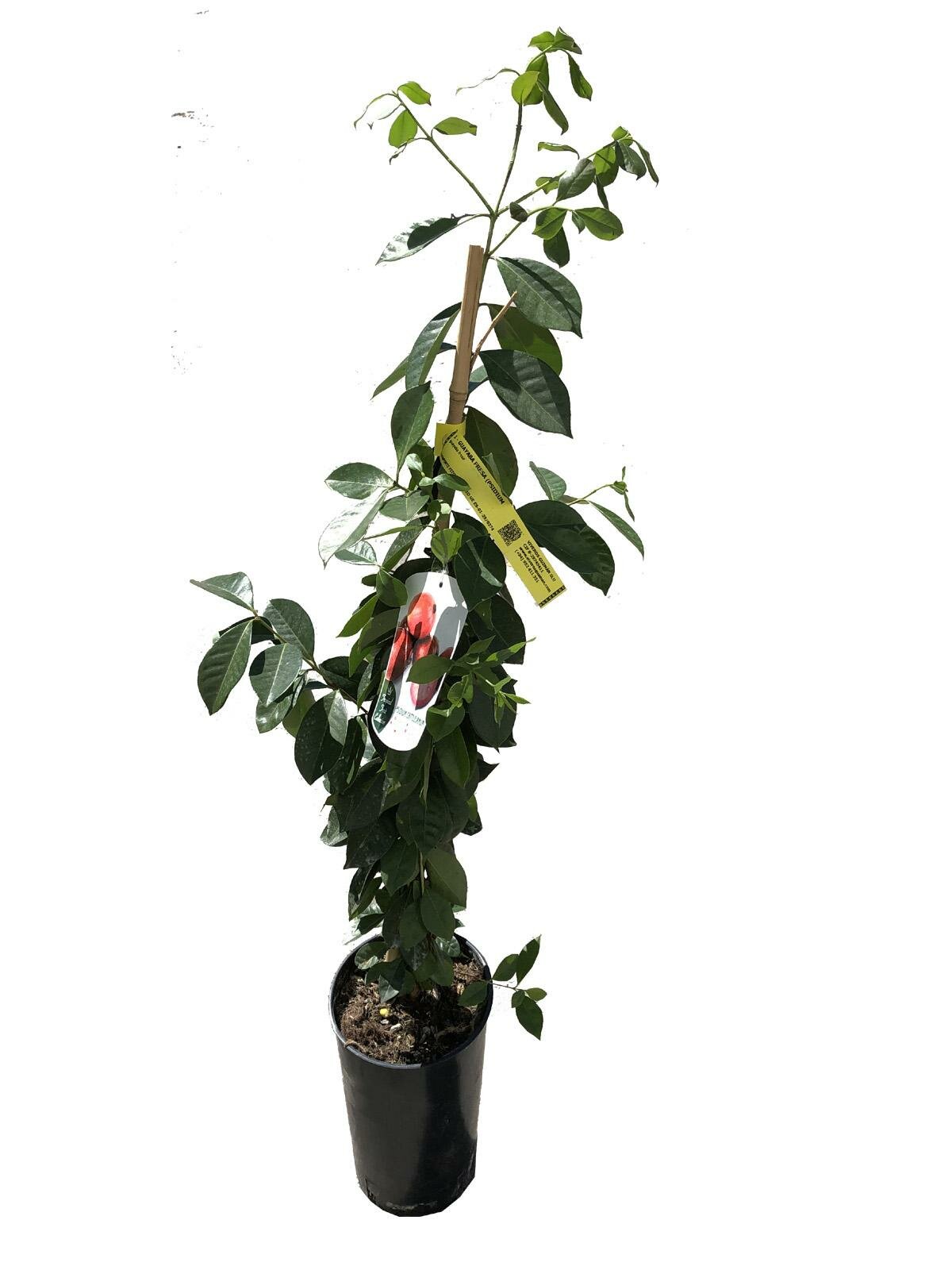 Земляничная гуава - Psidium cattleyanum D18 H110