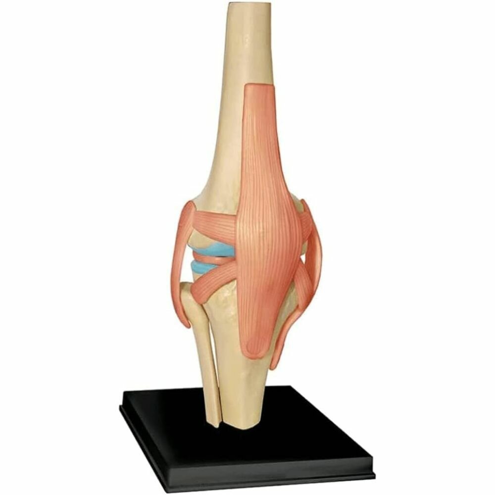 Модель коленного сустава