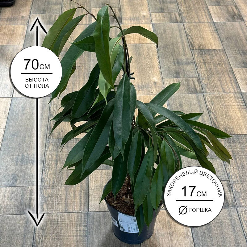Фикус Беннедикта Амстел Кинг 17*70, живое комнатное растение в горшке, Закоренелый Цветочник