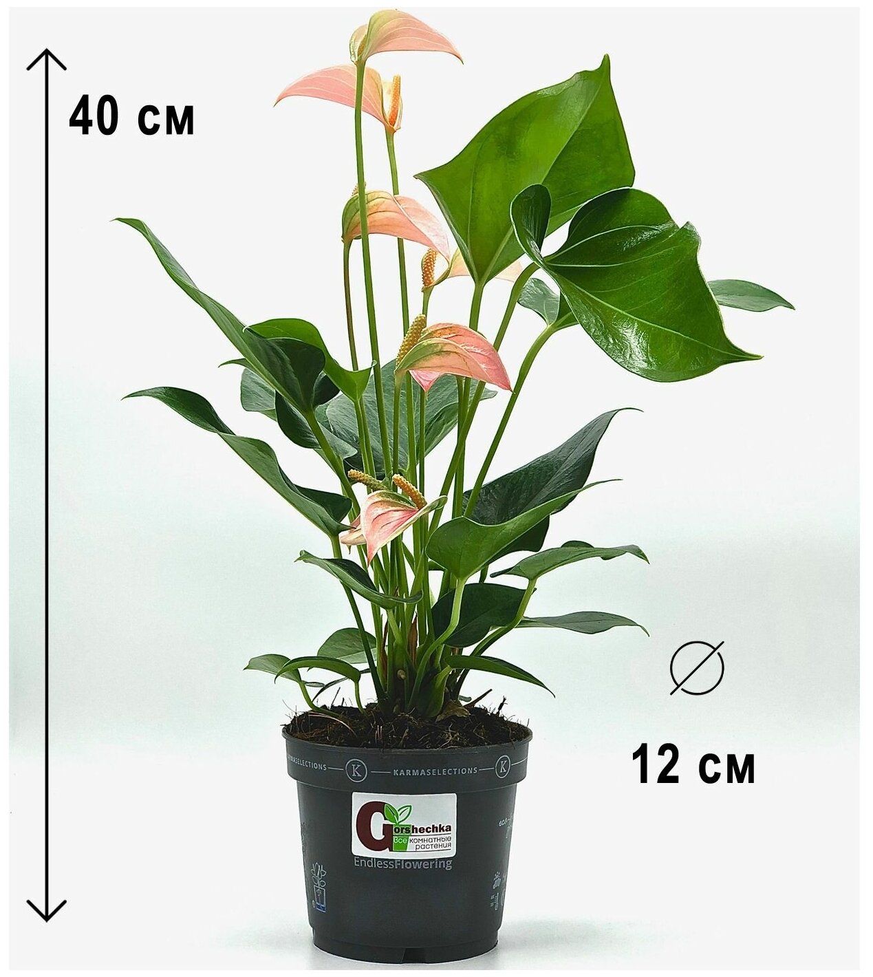 Антуриум Джоли персиковый в горшке, высота 30-40см