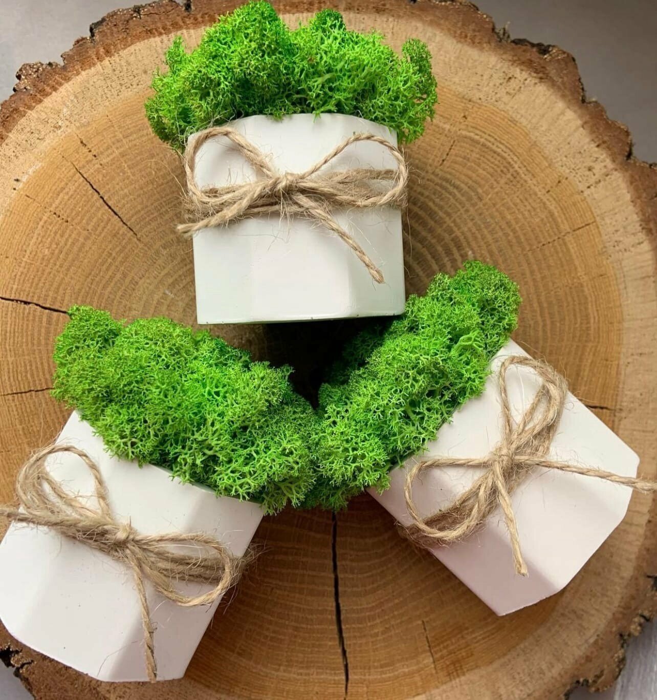 Набор из 3 кашпо мини, с стабилизированным мхом/подарок/сухоцветы/ручная работа/интерьерная/декор/набор/коллекция