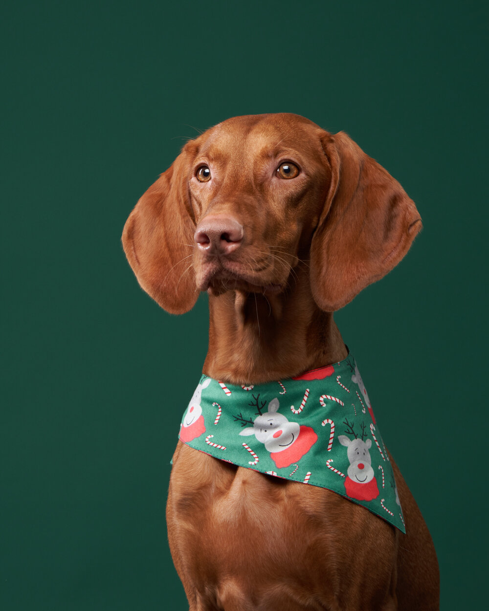 Бандана новогодняя для собак и кошек двусторонняя