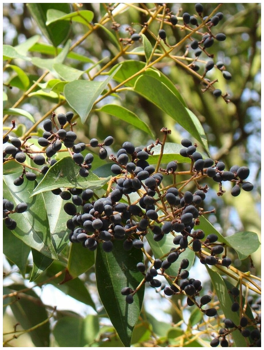 Бирючина блестящая семена 20 штук