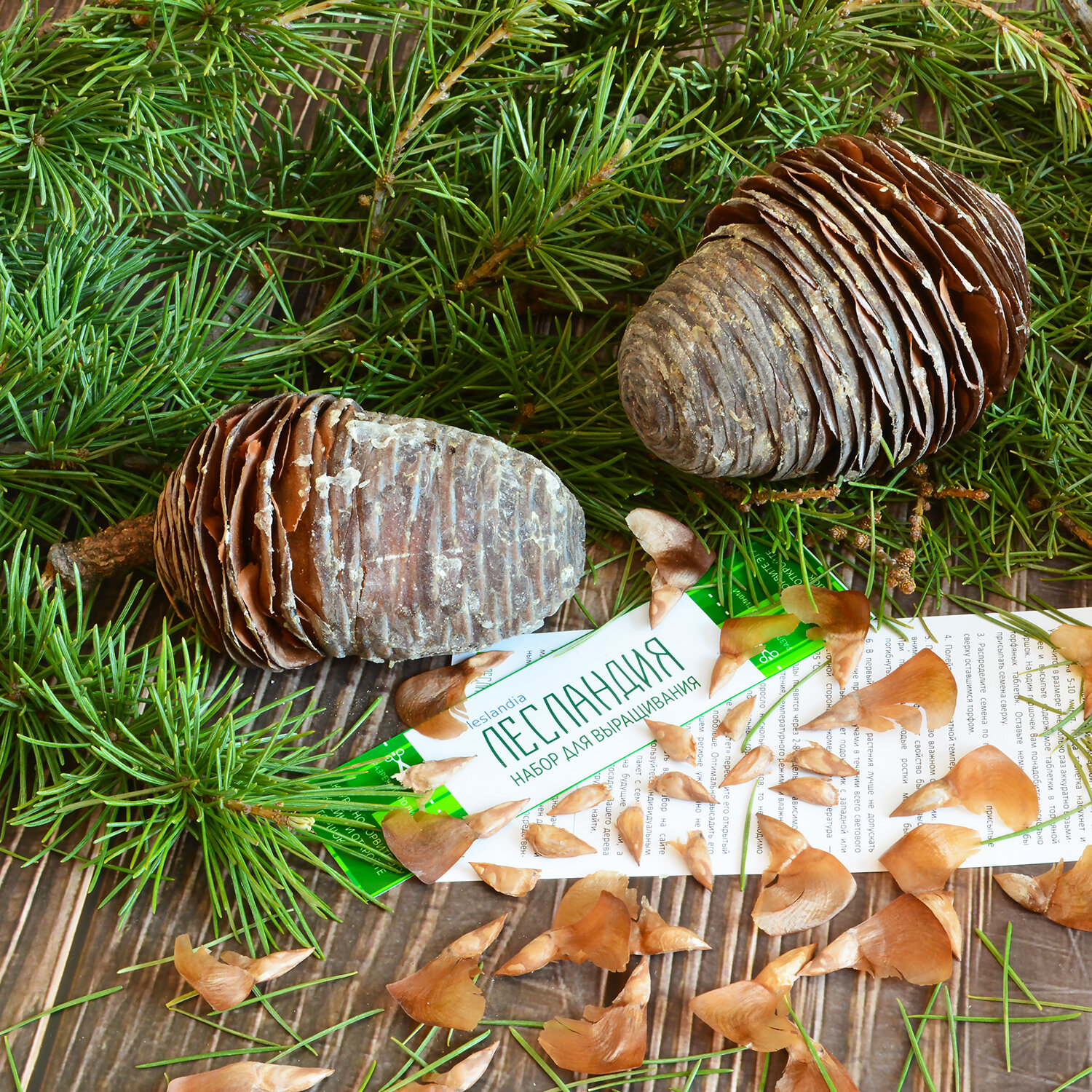 Кедр Гималайский Гаспра, Семена, 10 шт