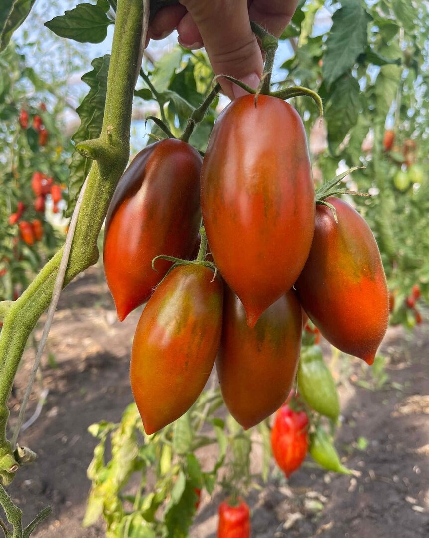 Семена томата Булат, однолетние, 10 семян, дозревание при комнатной температуре