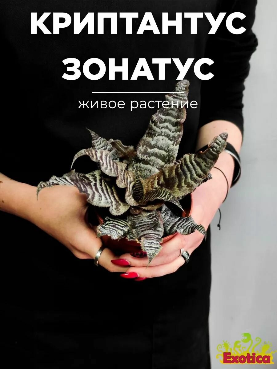Криптантус Зонатус (Cryptanthus Zonatus) D9см, домашний цветок